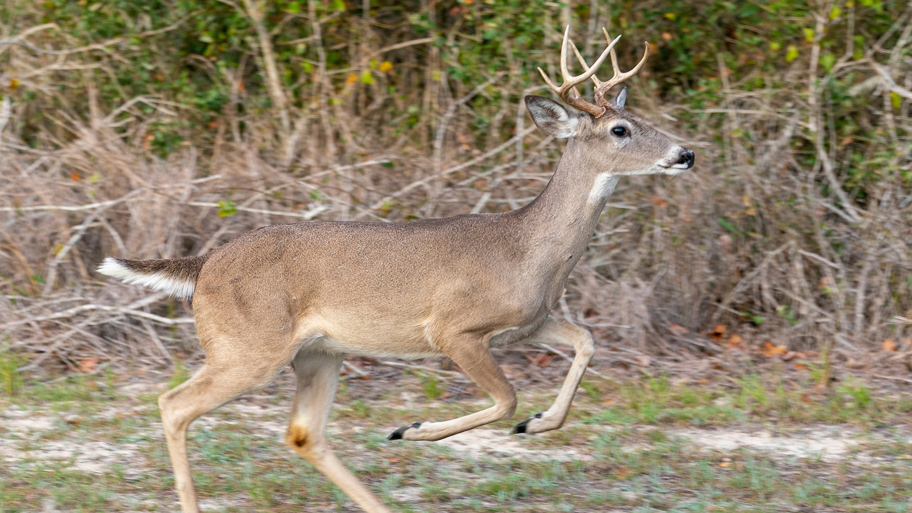 White-tailed deer symposium Aug. 29