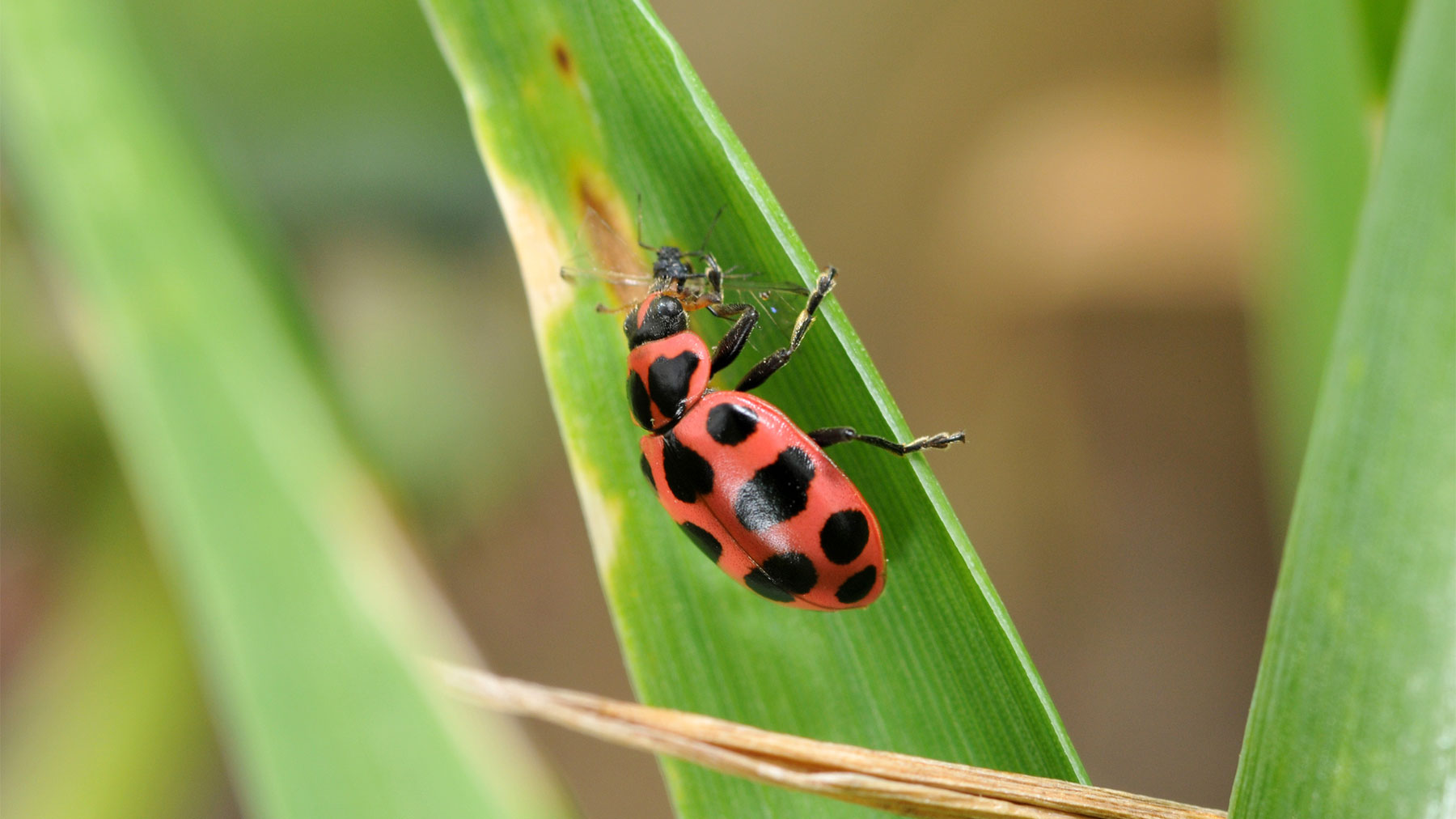 Save the ladybugs: Beneficial insect is in decline
