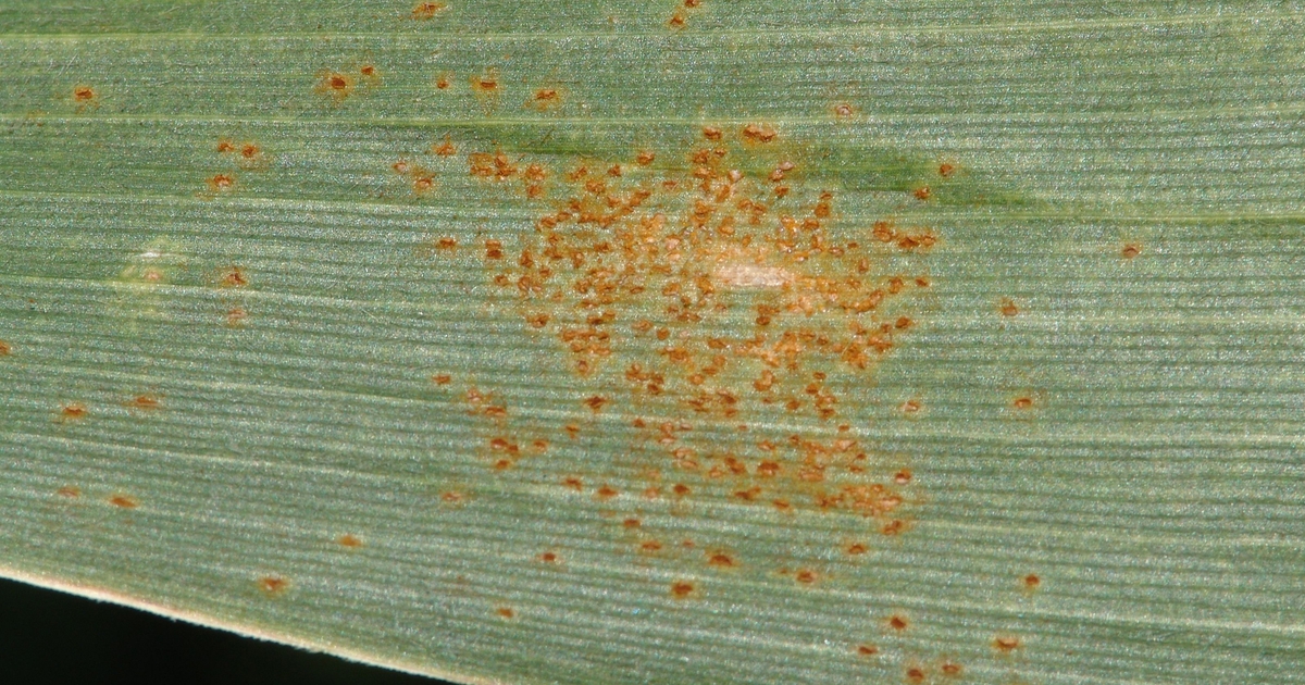 Southern corn rust shows up earlier this season