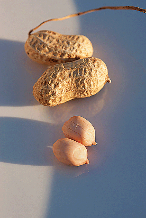 Lariat high oleic runner peanut offers disease resistance, flavor