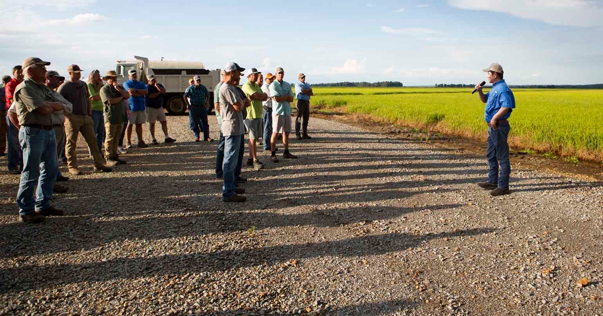New Horizon Ag rice varieties offer higher yield, strong performance