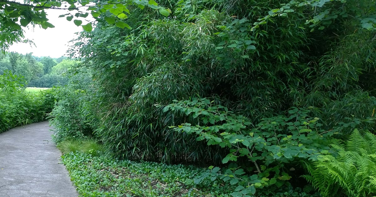 River cane keeps soil in place