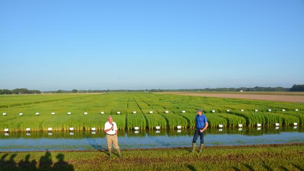 Growers considering switch from flood to furrow in Mid-South rice ...