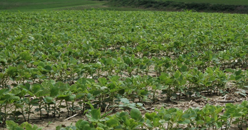 Valent announces new seed protectant will be available in coming season ...