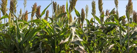 Watch for the rallies on sorghum prices and take advantage