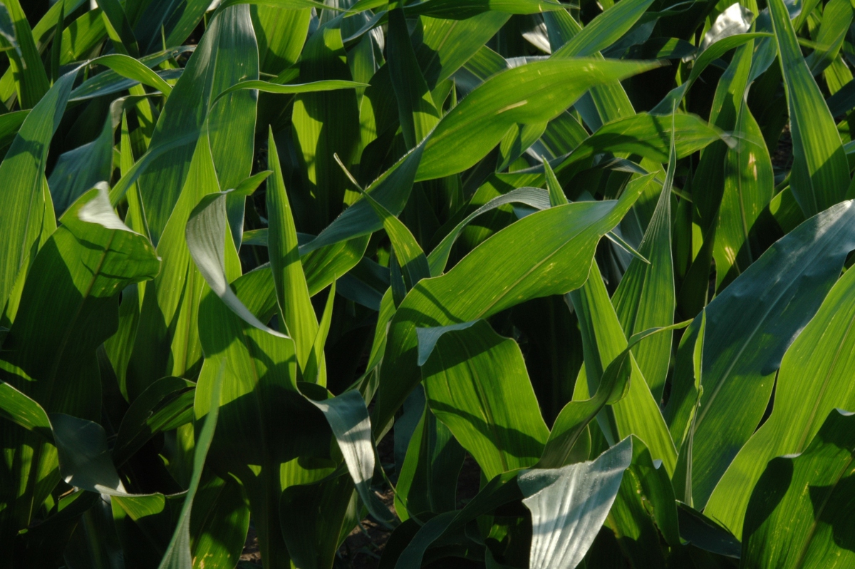 FMC receives U.S. patent for Capture LFR insecticide | Farm Progress