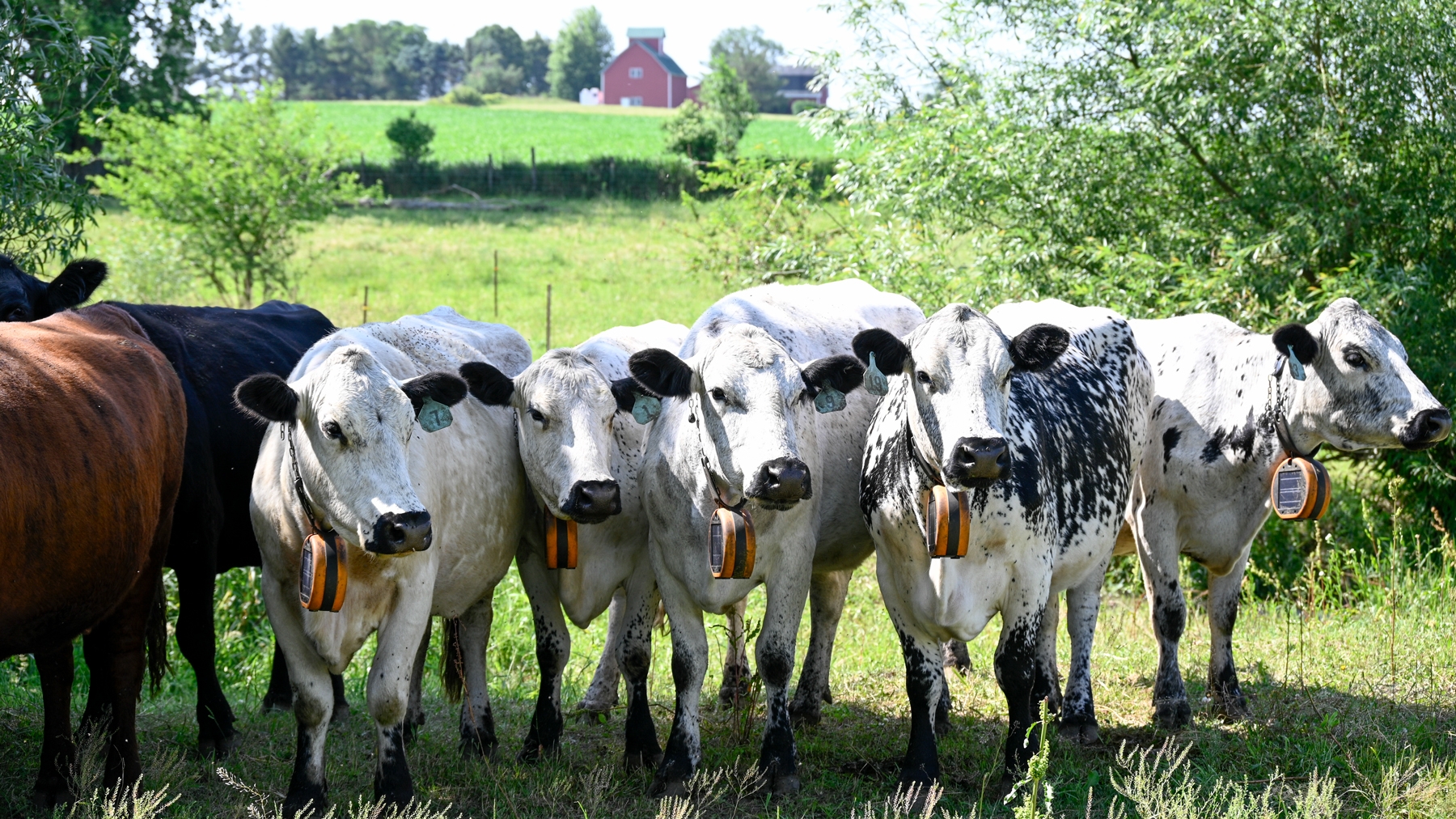 Illinois farm uses GPS collars for efficient rotational grazing
