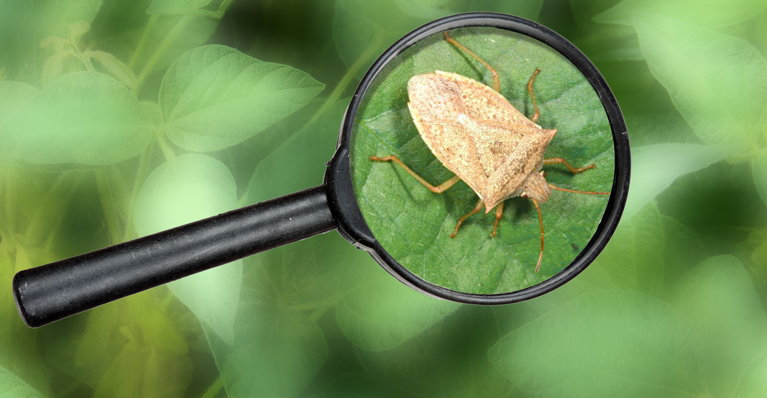 Top 3 pests to scout for in corn and soybean fields this spring
