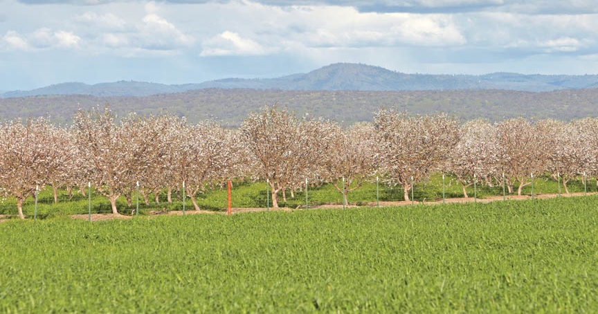 California almonds a positive tale of agricultural water use | Farm ...