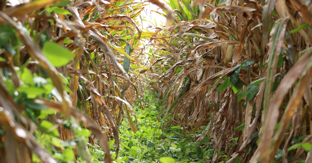 Interseeding cover crops in extra-wide corn rows | Farm Progress