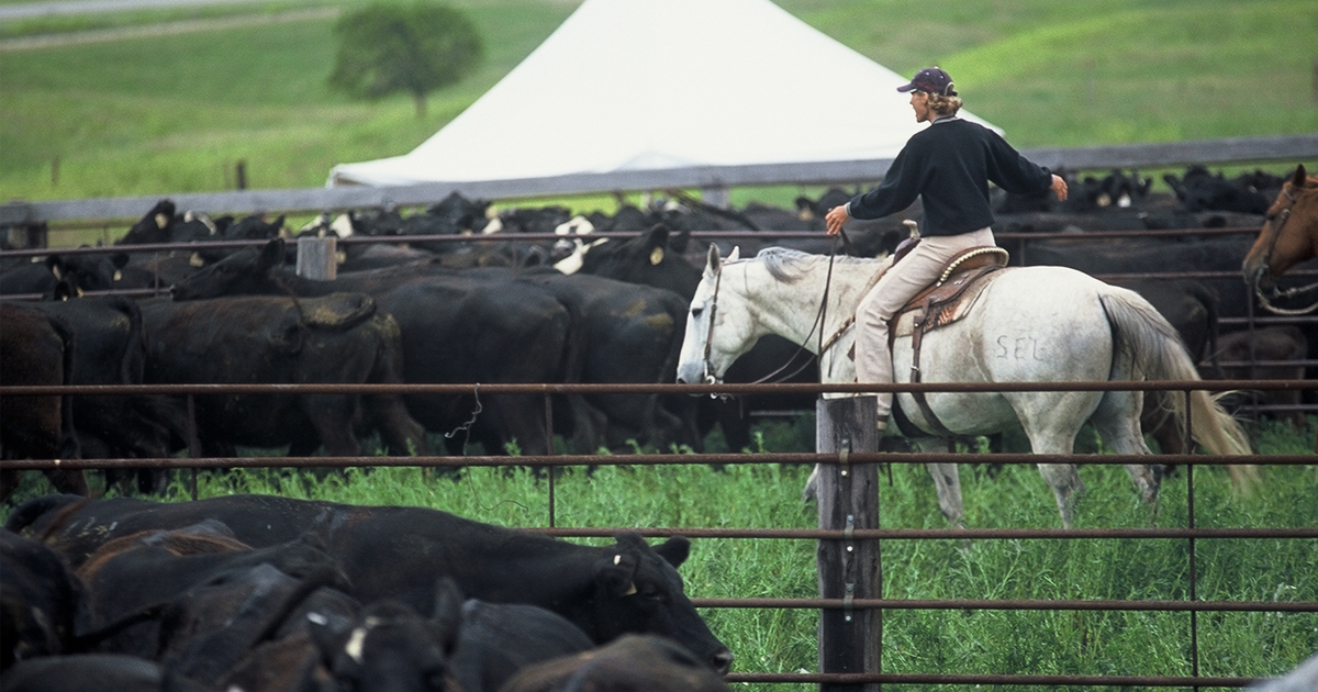 4 steps to better beef cow-calf health