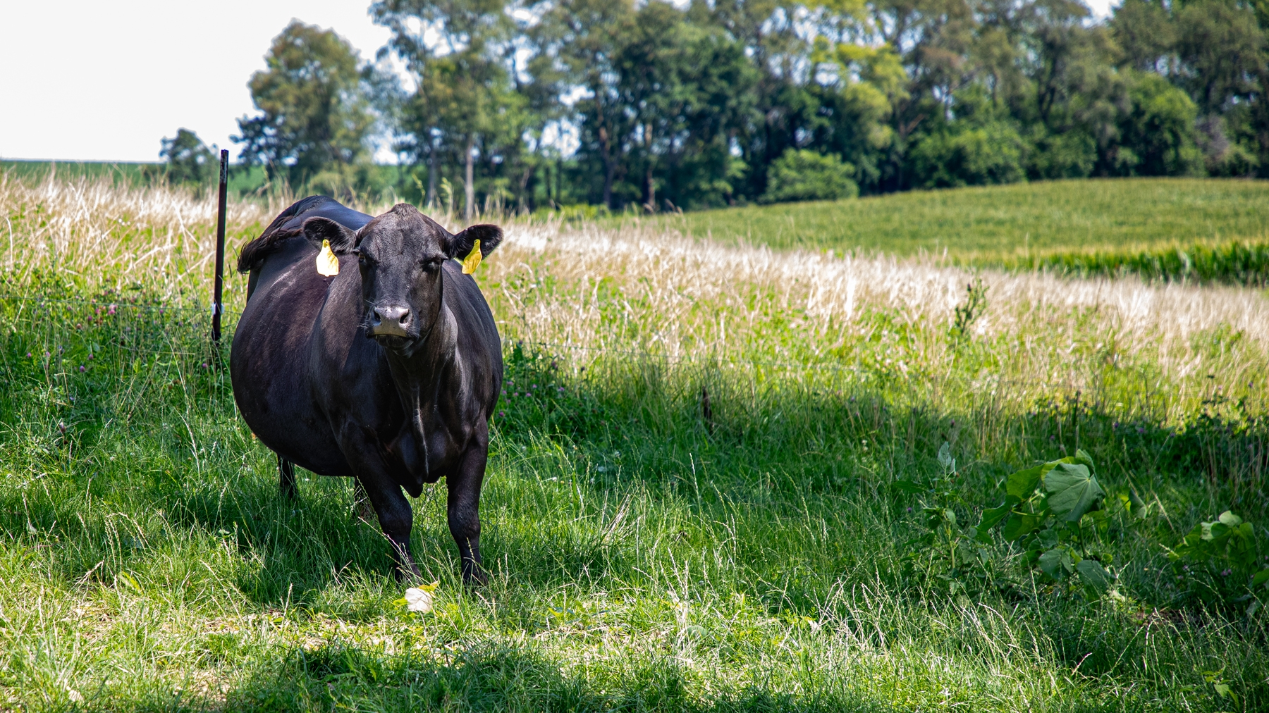 Nicole Vernon is 2025 Iowa Conservation Woman of Year