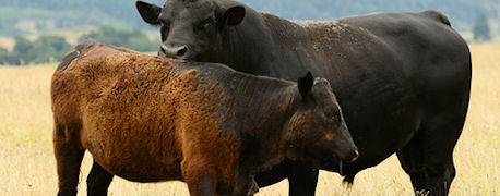 MI Cattlemen's Association Bull Evaluation Holds Record Breaking Sale