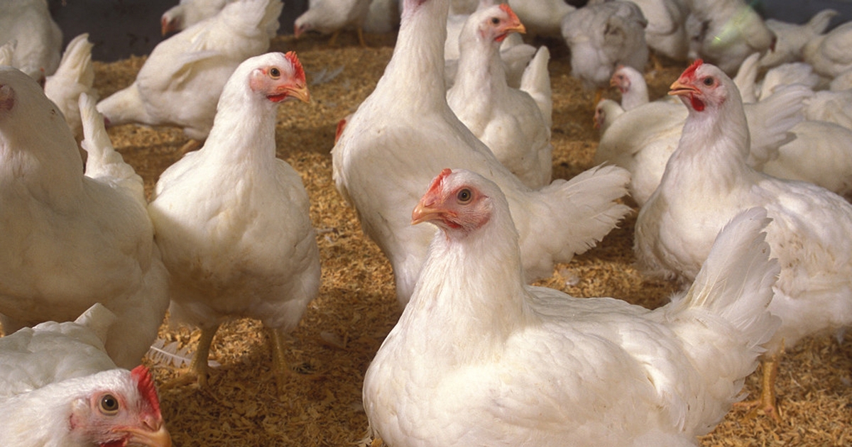 Midwest Poultry to mark 50th anniversary with virtual convention