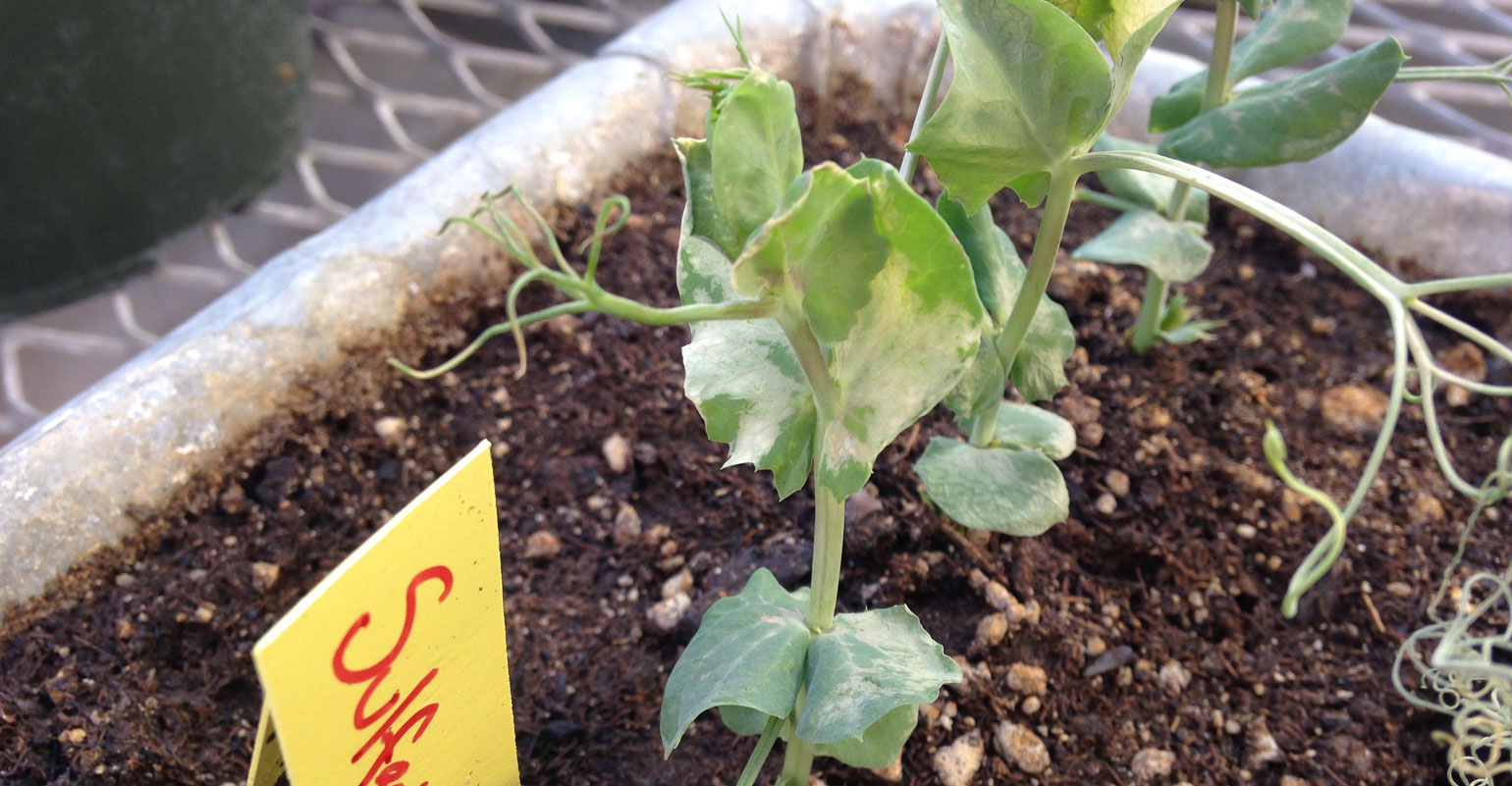 Herbicide injury topic of new publication