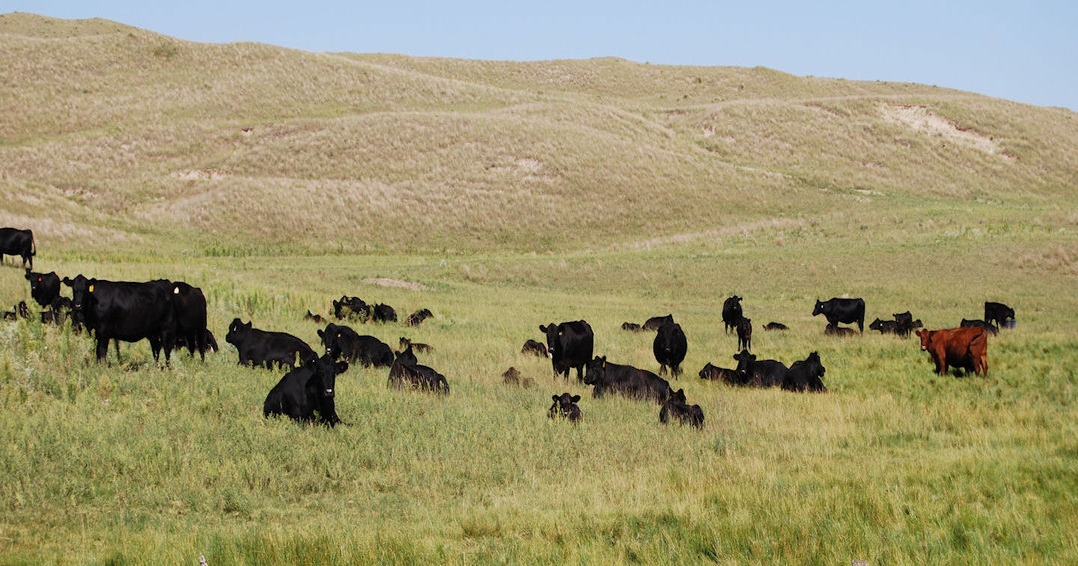 3 Top Recommendations For Fall Pasture Seeding