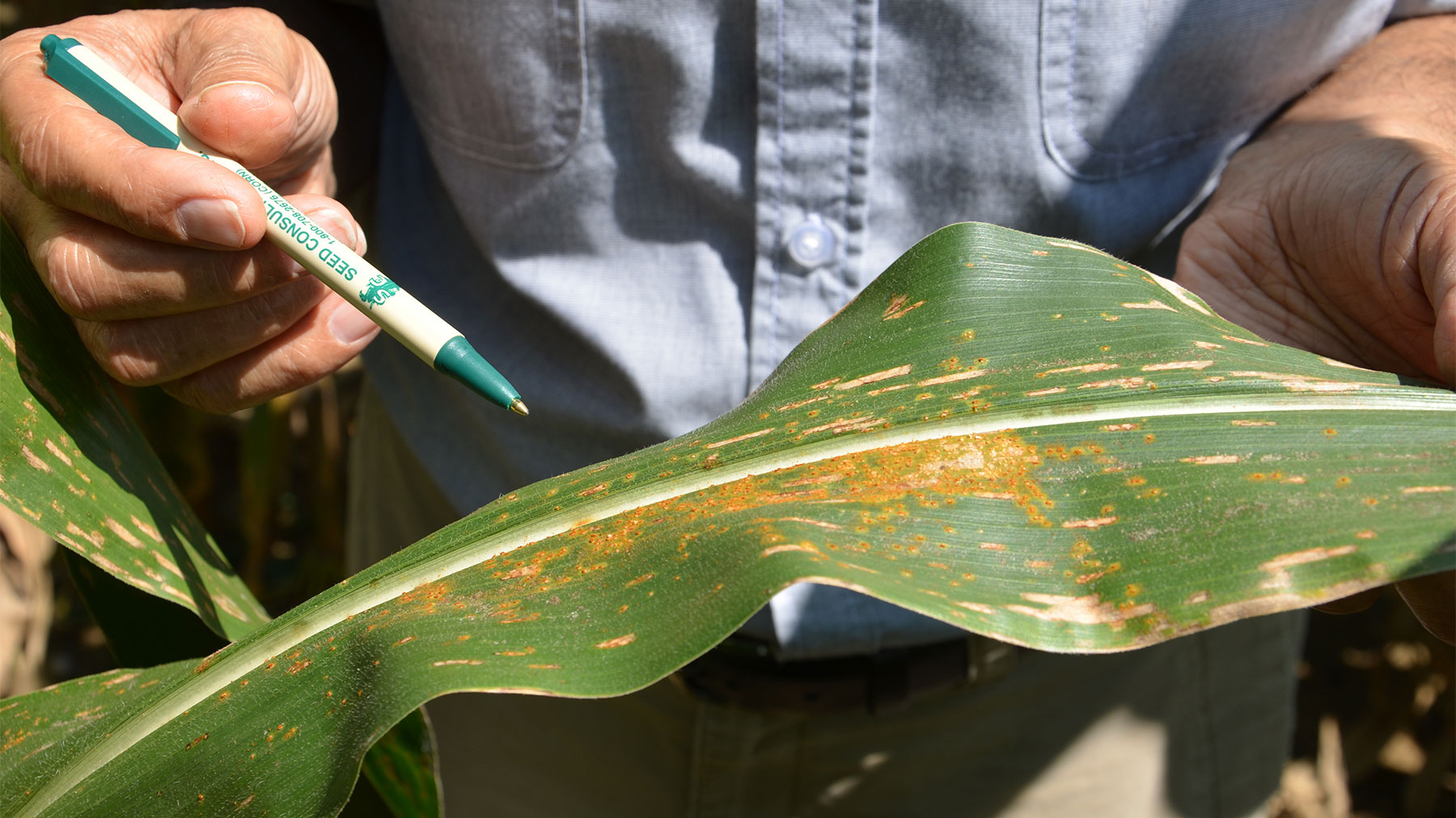 Corn foliar diseases: Manage evolving threats, both new and old