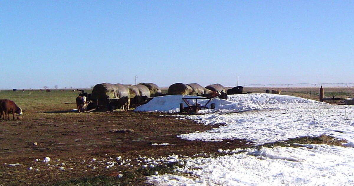 Latent freeze effects could affect cattle breeding and health after calving
