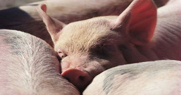 What’s behind low hog inventories?