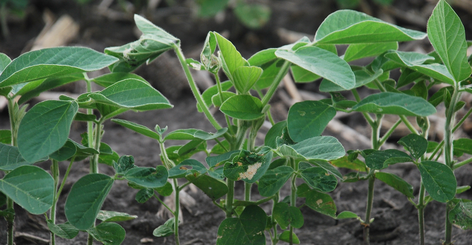Your checklist for establishing a strong soybean emergence