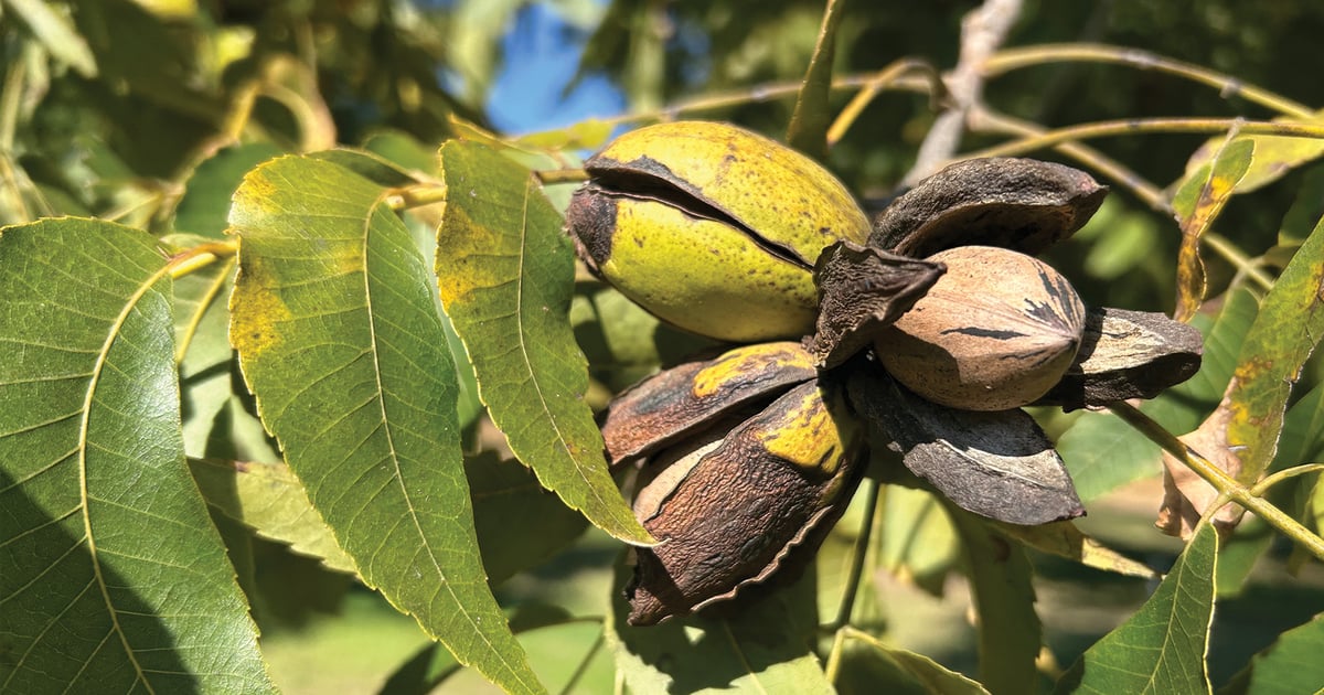 Oklahoma pecan crop could face price challenges ahead