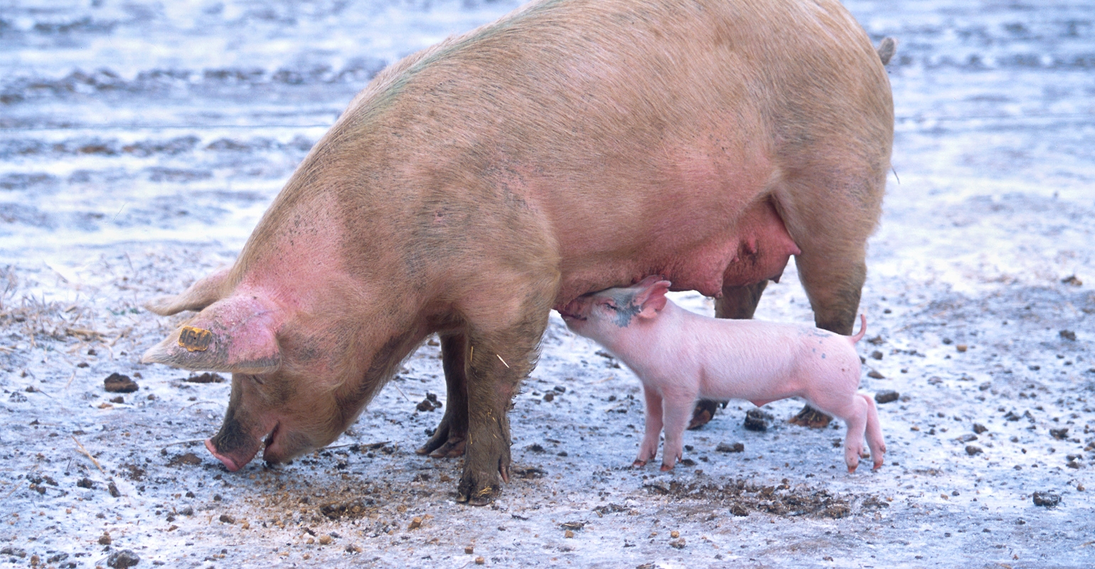 Total hogs and pigs down in Michigan