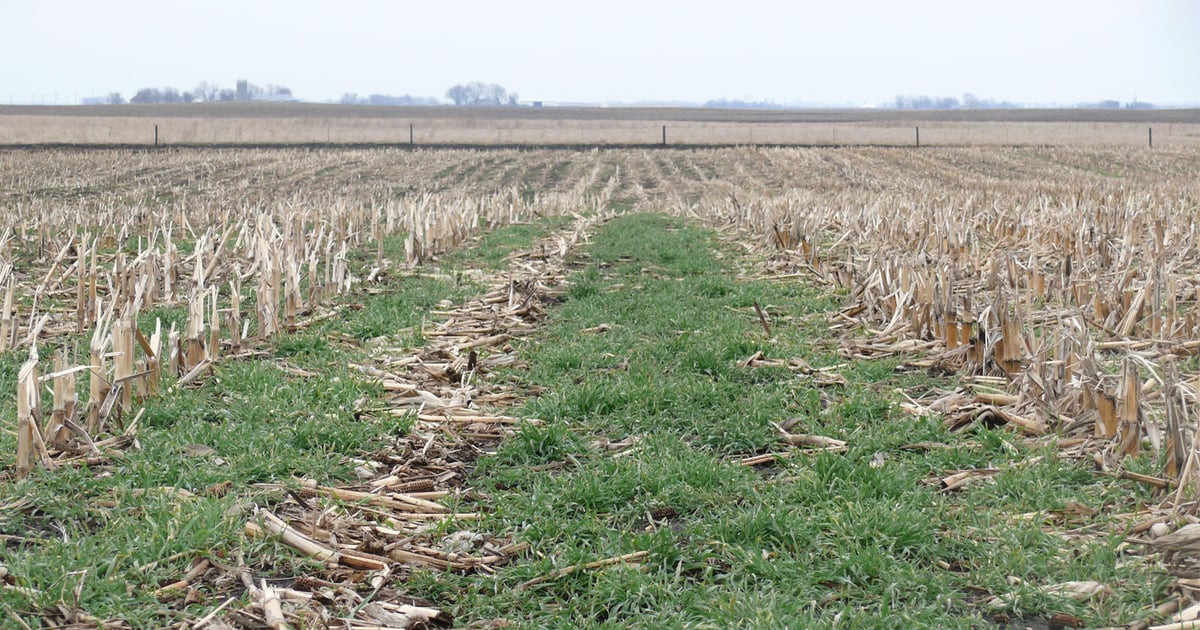 What you need to know about cover crops
