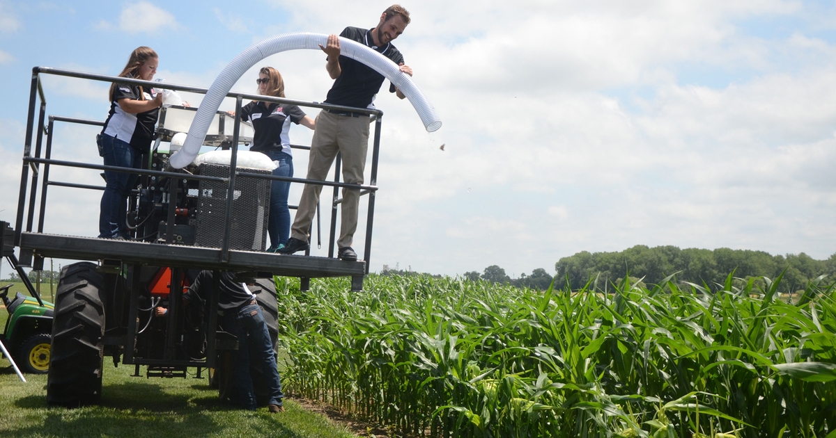 Evaluating early-season hail damage in corn, soybeans
