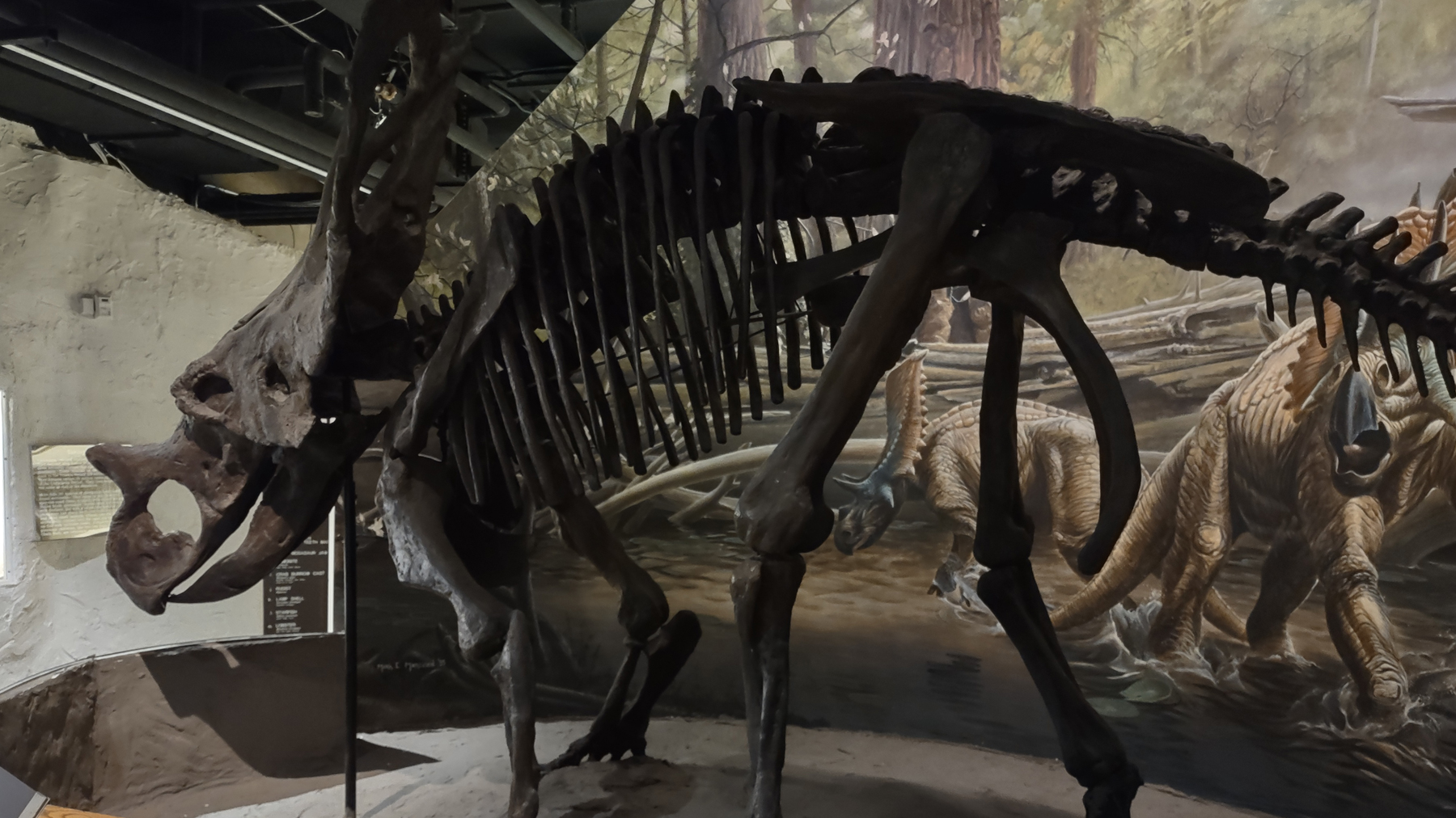 Meet ‘Archie’ at Morrill Hall