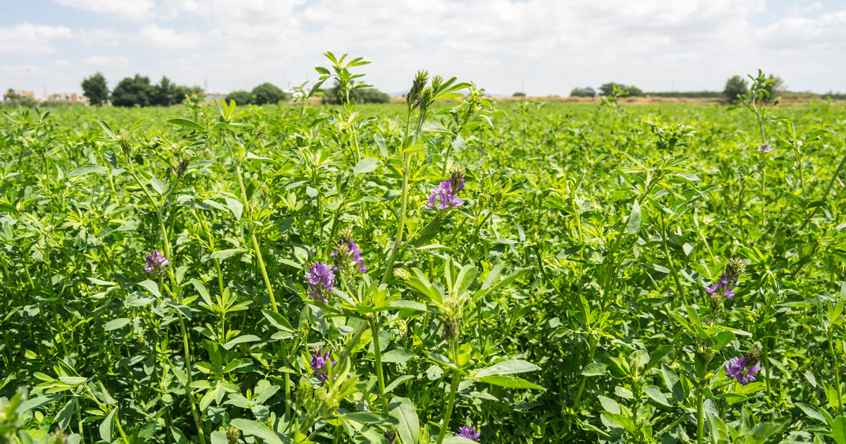 What’s the value of your alfalfa stand this year?