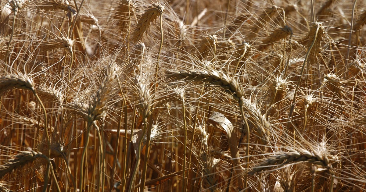 Minnesota Wheat plans future strategy
