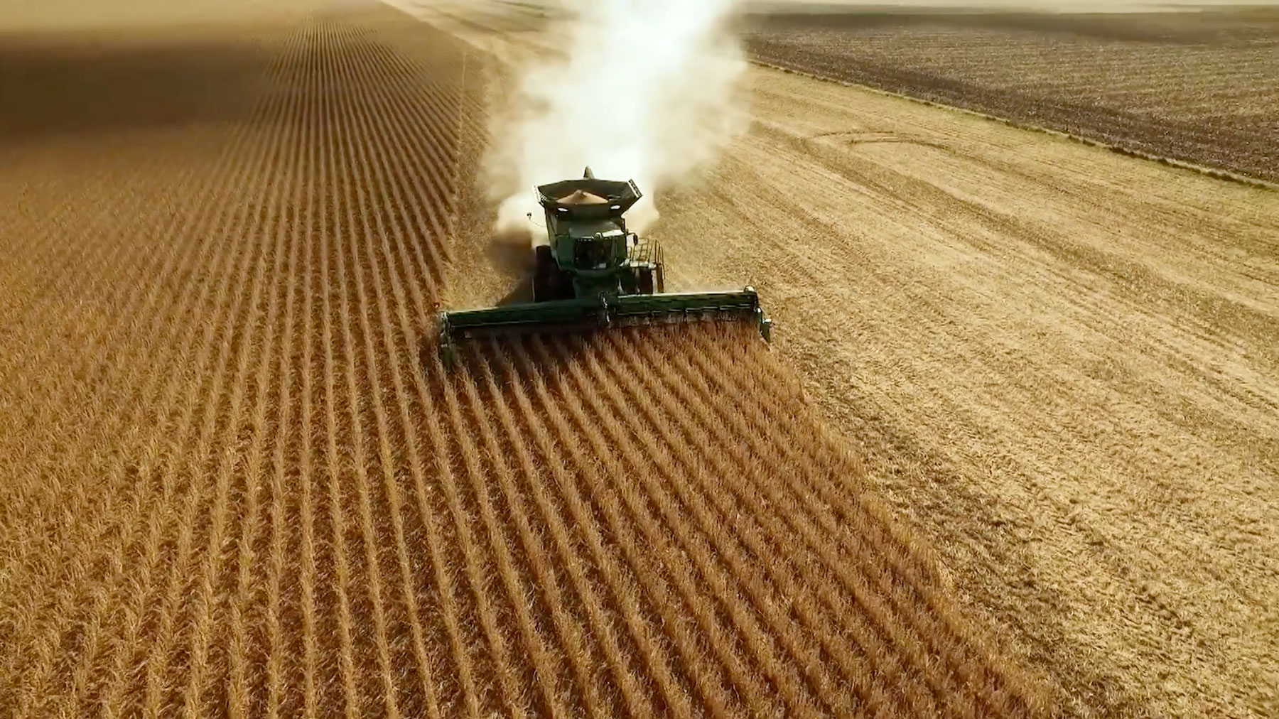 BASF unveils 19 new Xitavo soybean varieties for 2025