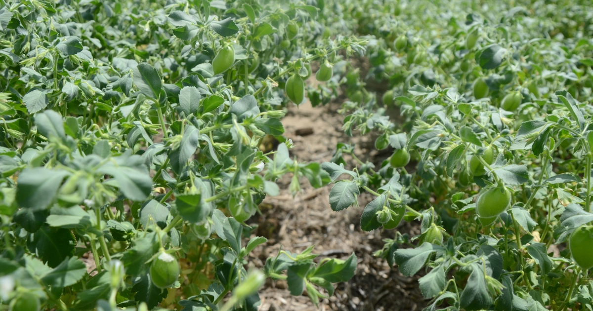 Putting pulse crops to work in double-crop system