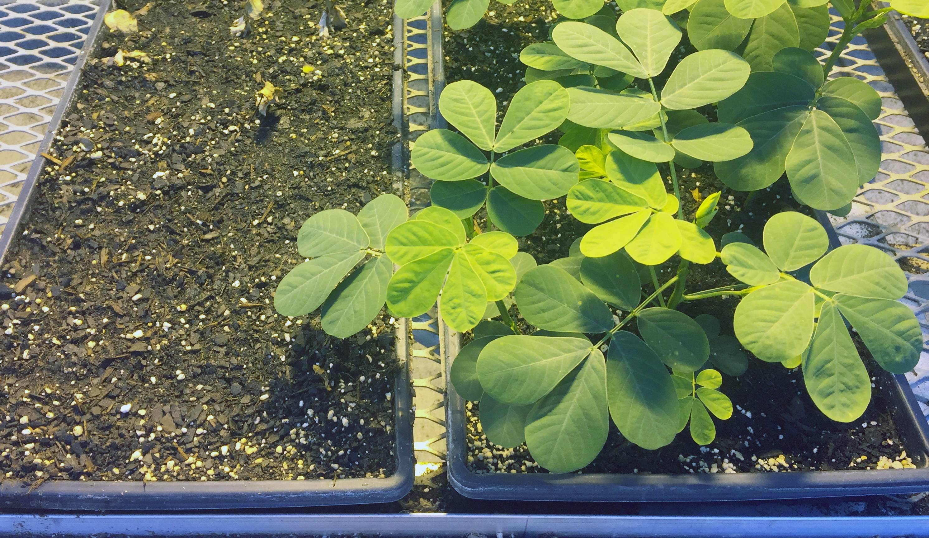 Sicklepod becoming difficult in peanuts, but not a resistance issue ye