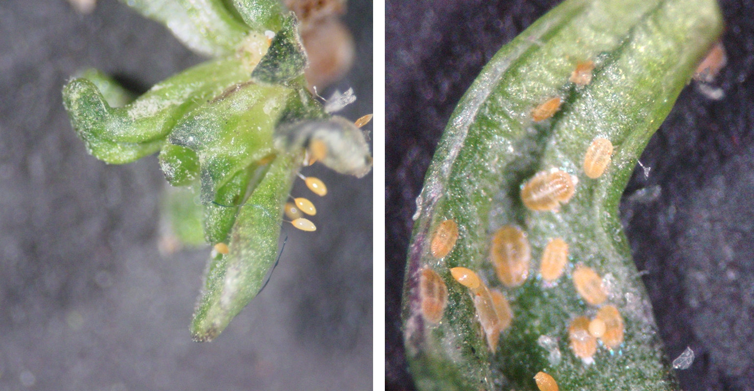 Understanding a tough potato pest