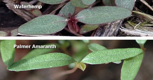 Weed Identification: Palmer Amaranth and Waterhemp | Farm Progress