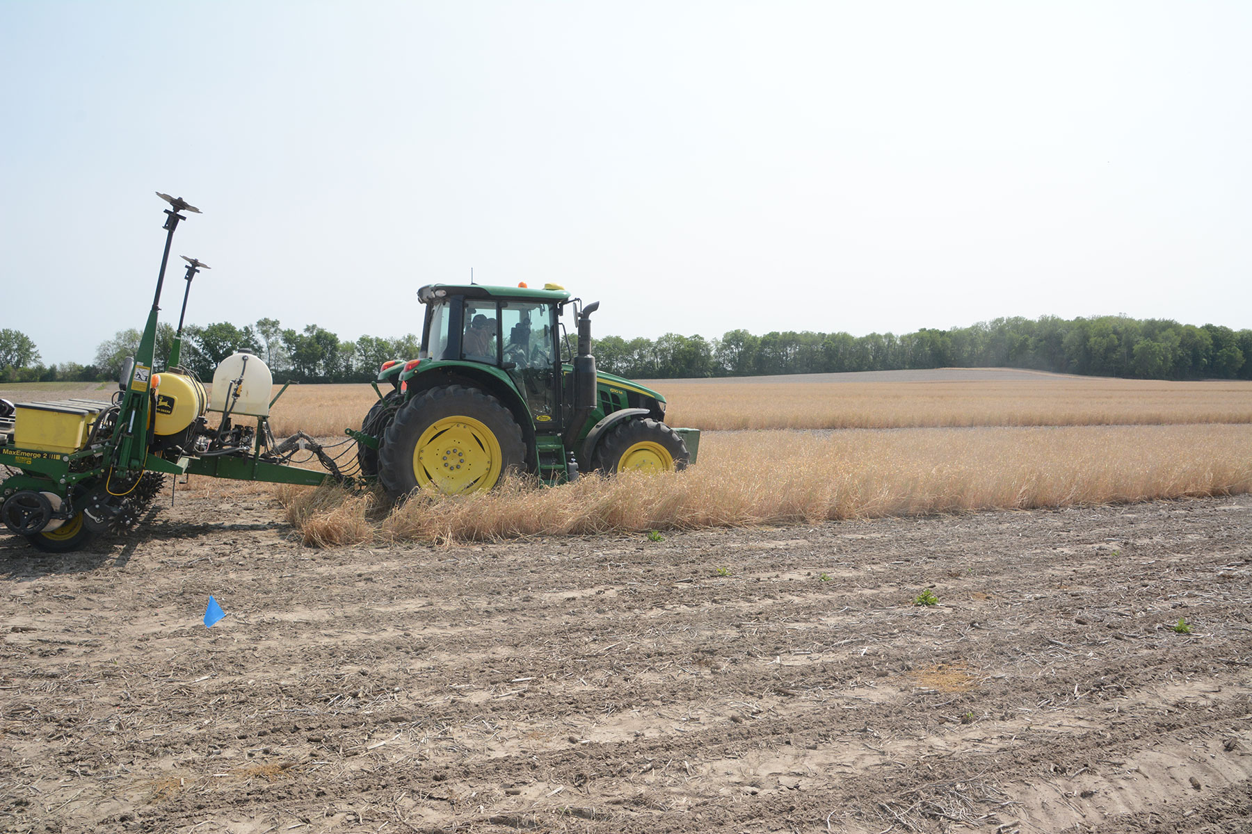 How did corn planted after cereal rye fare in 2023?