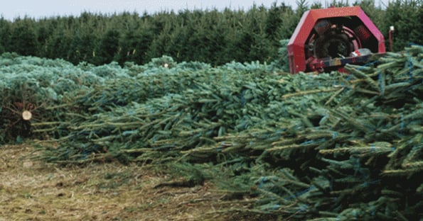 Carolina/Virginia harvesting big Christmas tree crop | Farm Progress