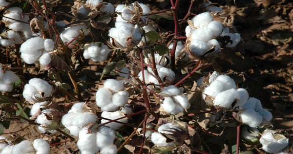 Cotton checkoff program clearly working well 252220 | Farm Progress