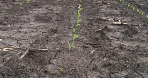 7 Causes for Corn Emergence Problems