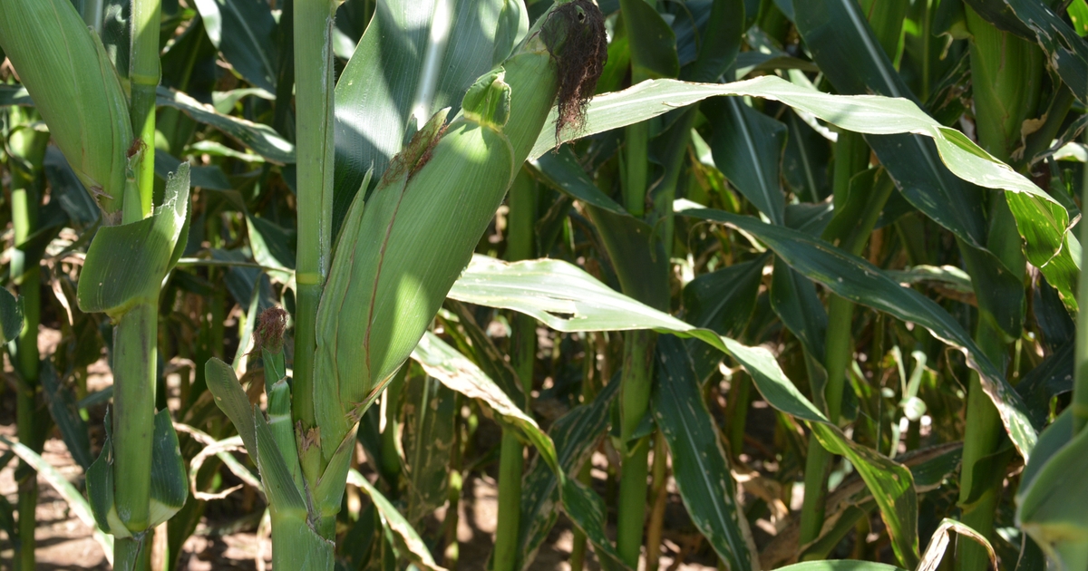 Crop tissue samples show micronutrient deficiency