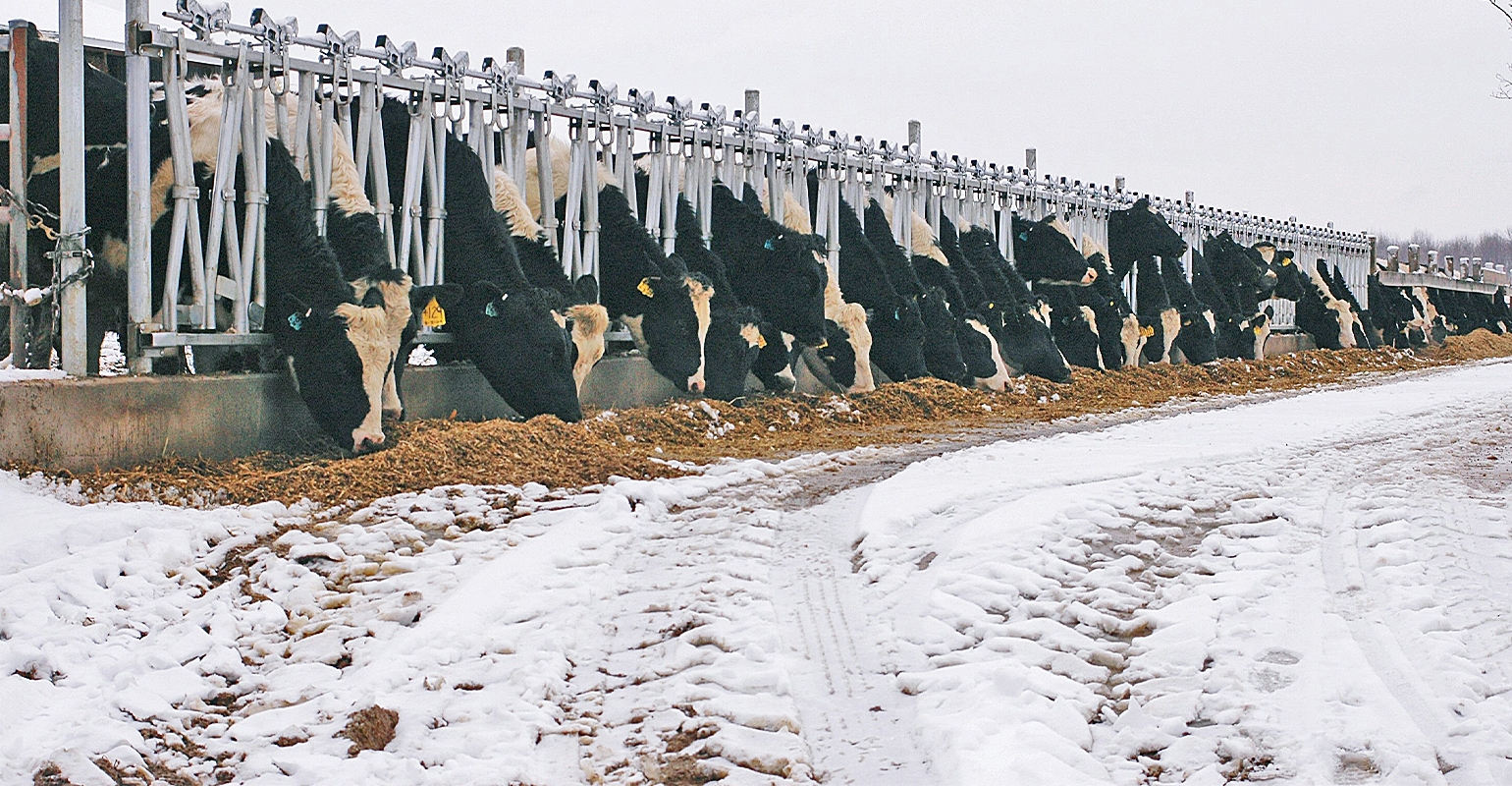 Why dairy heifer maturity matters