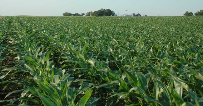 Stress on corn at pollination | Farm Progress