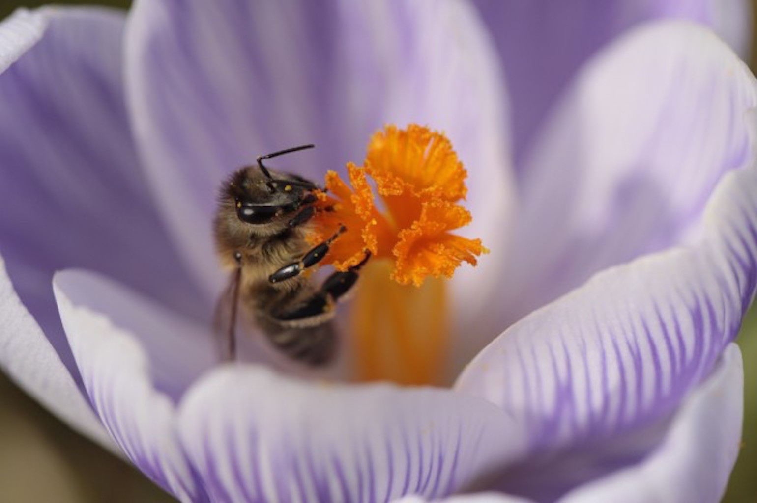 10,000-plus visitors tour Bayer Bee Care Center