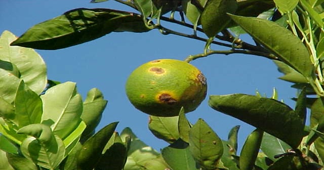 Citrus canker confirmed in north Florida for first time ever
