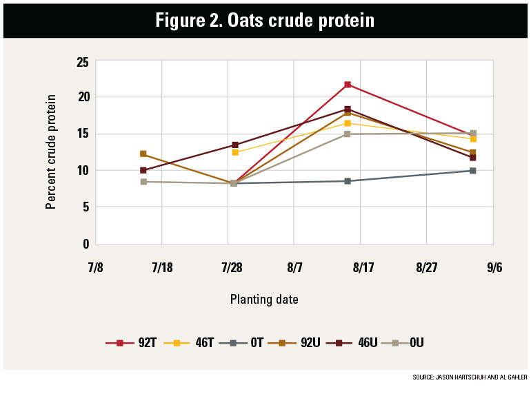 Using oats as a late-summer forage crop