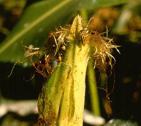 Quantifying corn rootworm damage | Farm Progress