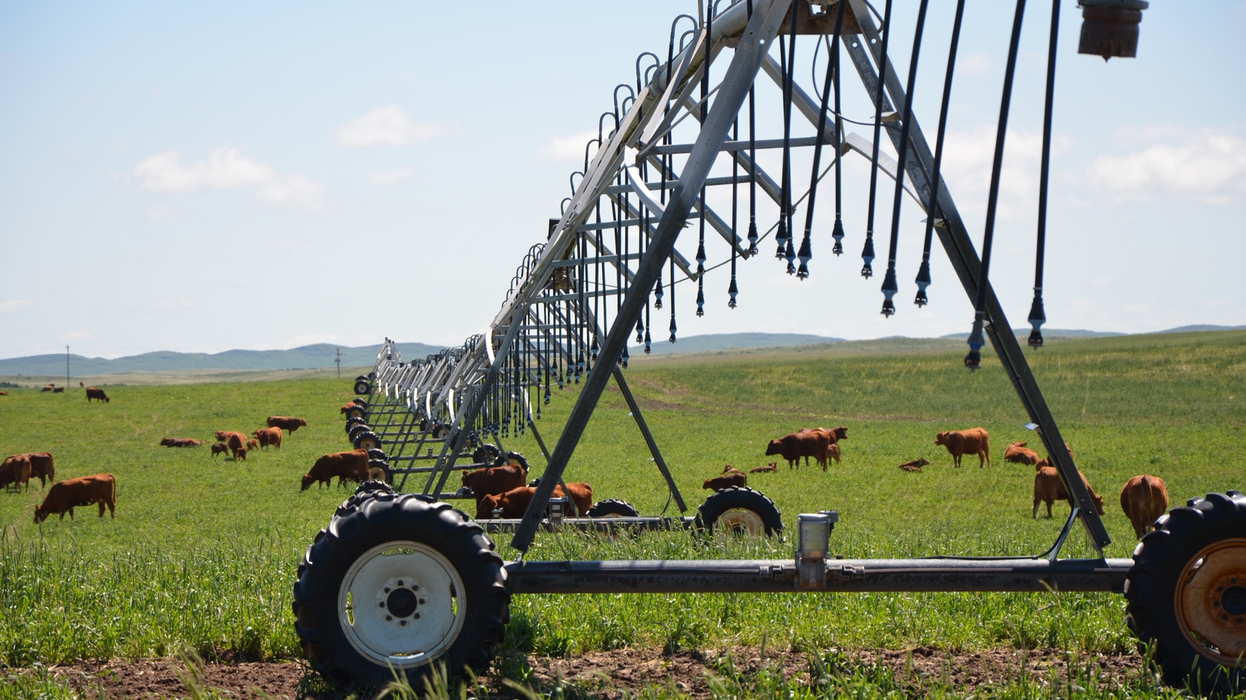Livestock grazing is secret sauce to making cover crops pay