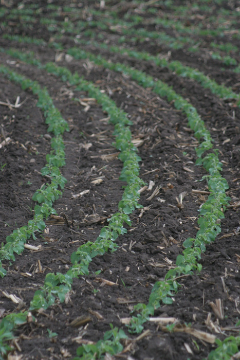 Weed control for glyphosate-resistant waterhemp | Farm Progress