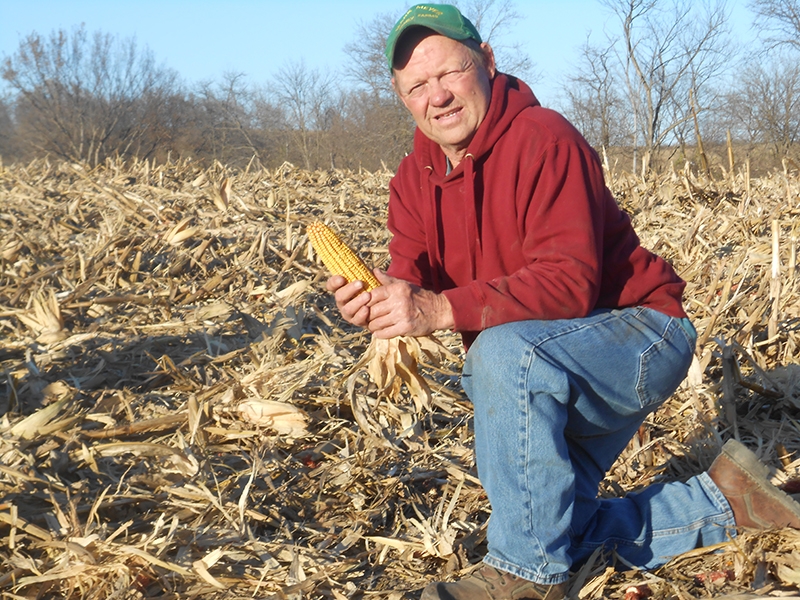 Farmers test drought-tolerant corn hybrids